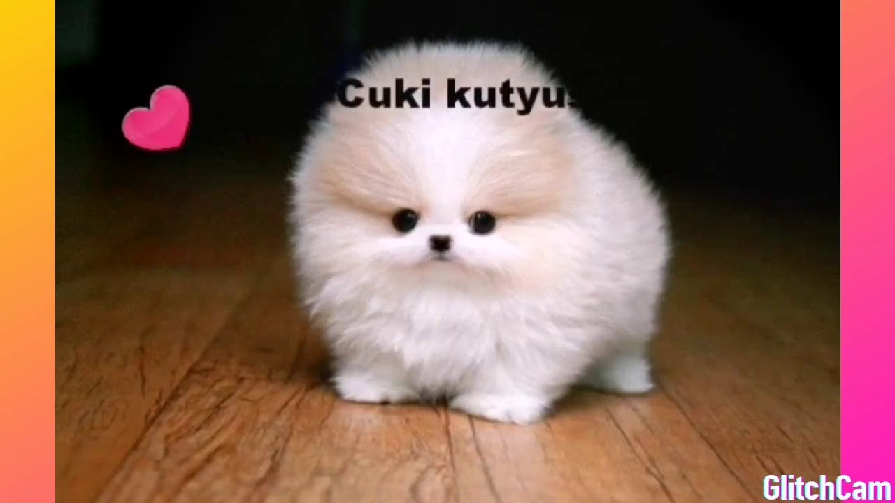 Cuki állatok. 😻😲😀 - YouTube