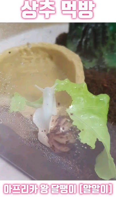 아프리카 왕 달팽이 알알이 성장기 상추먹방 African Giant Snail Youtube