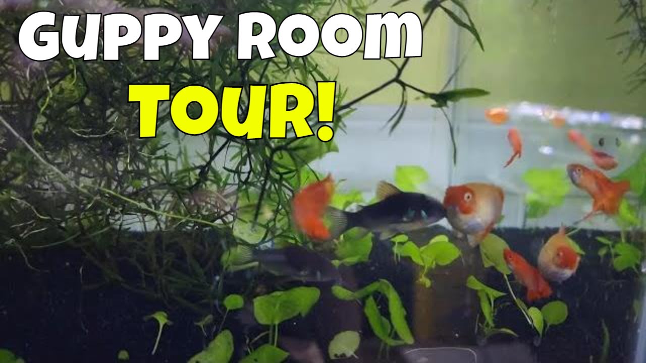 Thousands of Guppies In The Fish Room! | Guppy Room Tour - YouTube