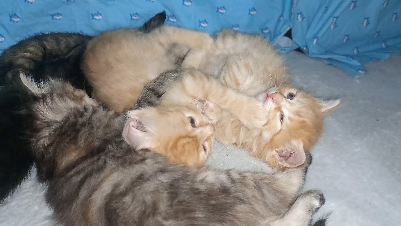 Kitten Ginger Attacks - YouTube