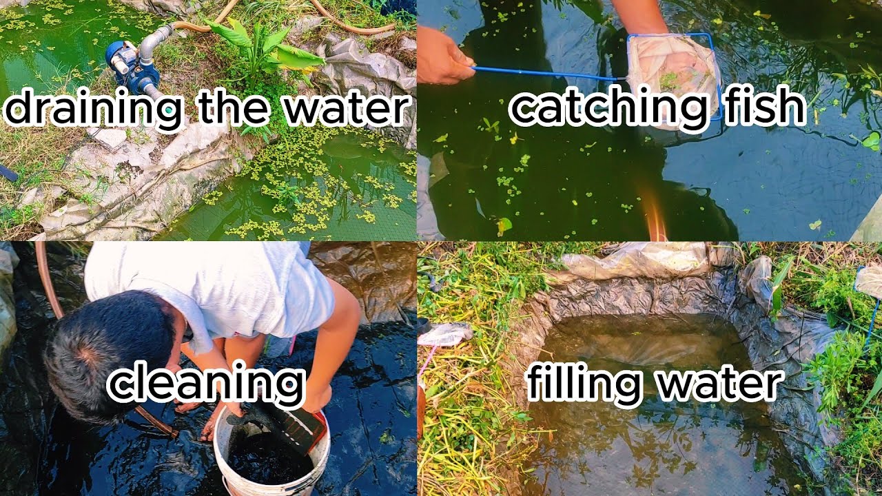 Pond water changing ! - YouTube