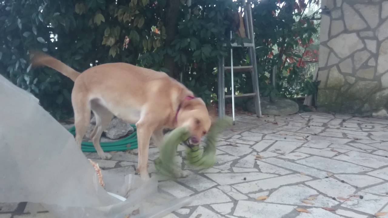 Hera i zmijica - YouTube