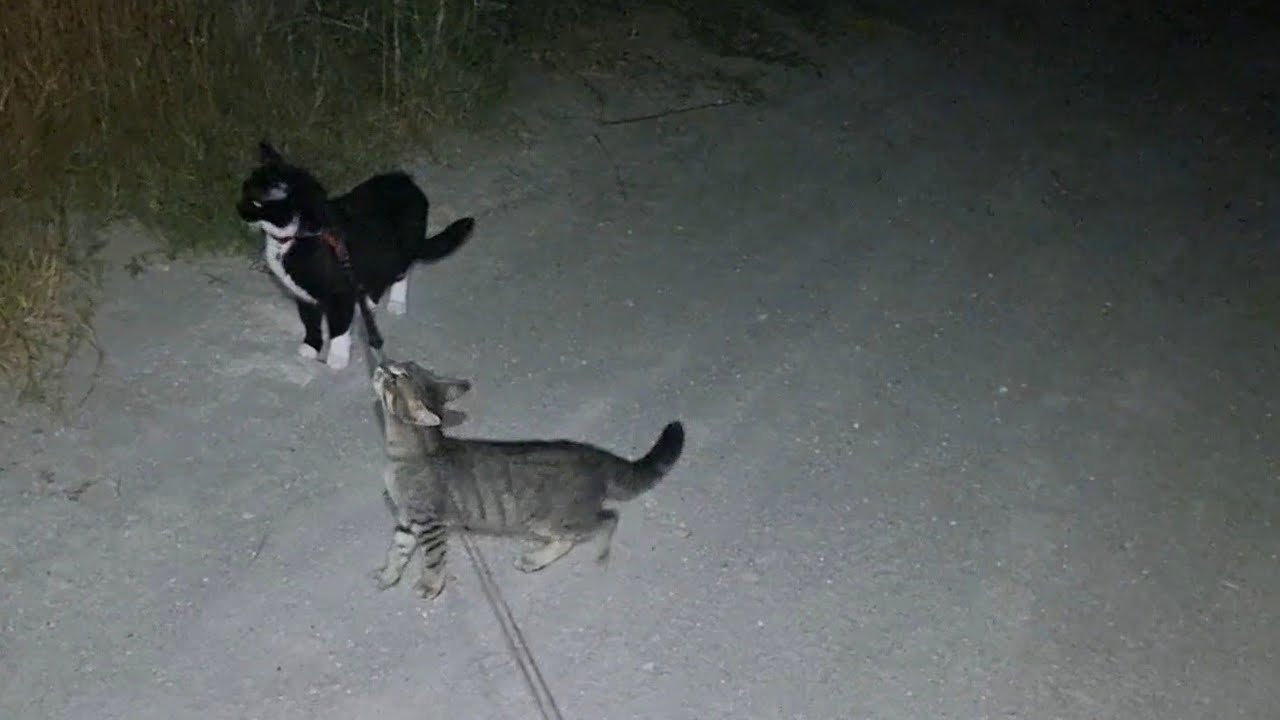 Misho and young male cat walk together - YouTube