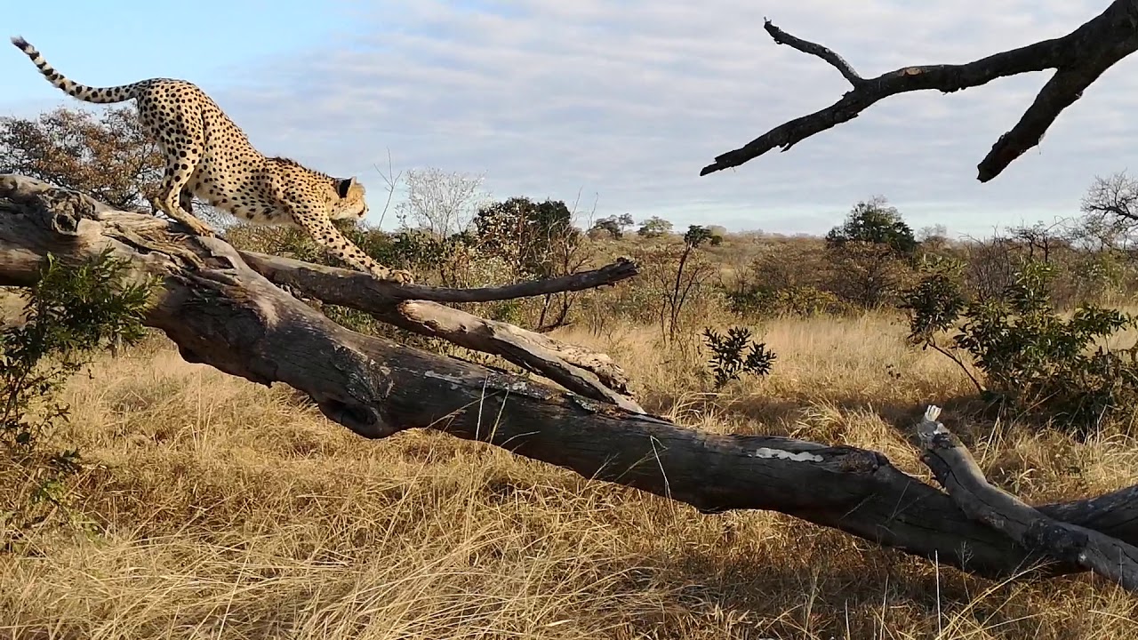 Cheetah in a Tree - YouTube