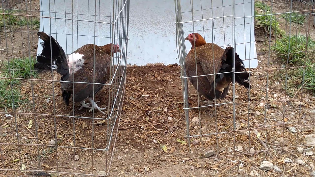 Gallinas Hatch. - YouTube