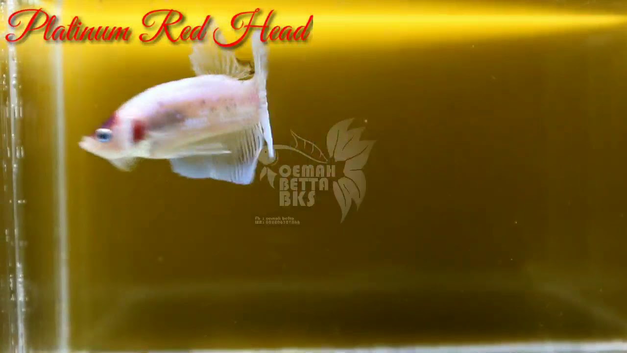 Betta fish rare platinum tancho red head - YouTube