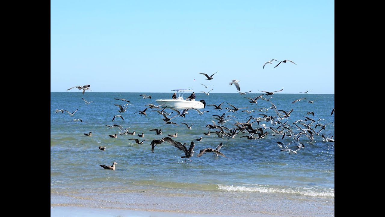 10/9/2022 birds attacking a rainfish shoal - YouTube