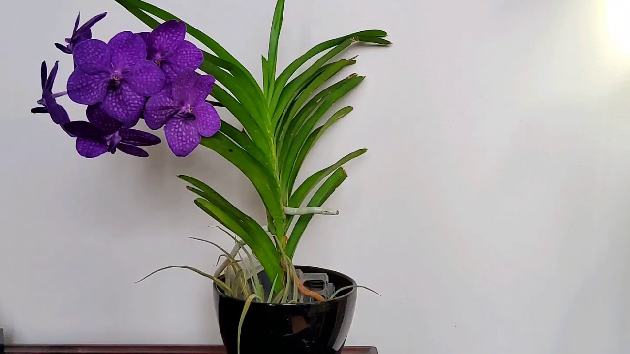 #GVOS2020 Vanda Princess Mikasa - YouTube