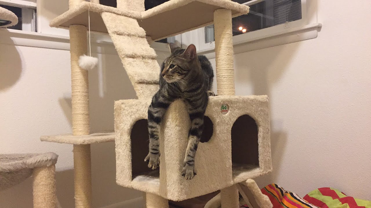 Alley to Attic at Home: Alabama Kittens Closeup 6/15/18 - YouTube