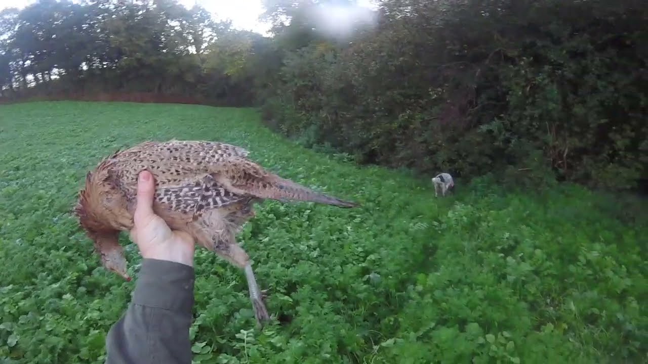 GOPR0156 Chasse faisan dans le finistère ,22/10/2022. - YouTube