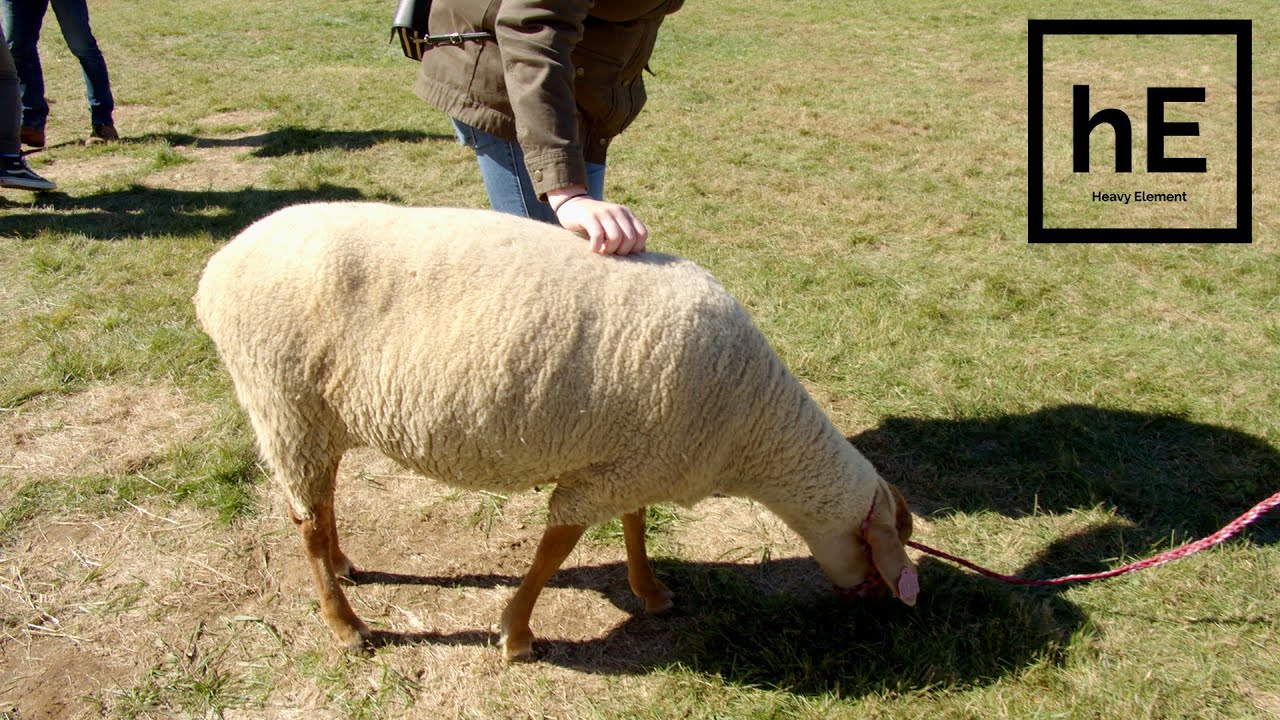We went to the Common Ground Fair in Unity, Maine! - YouTube