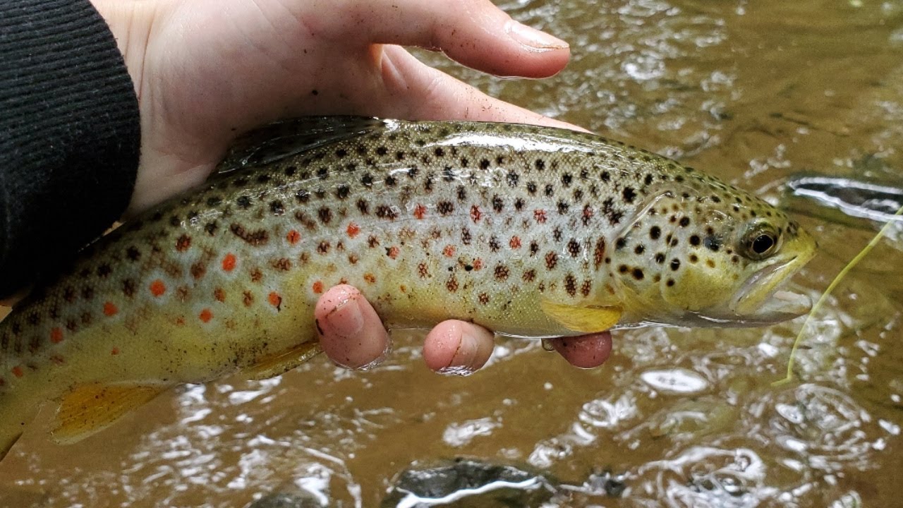 Fishing a Cool Mountain Stream for Summer Trout - YouTube