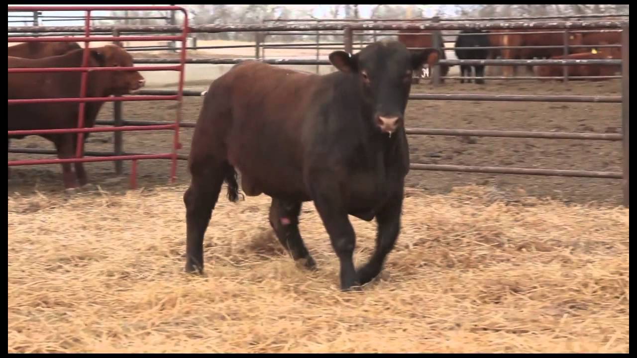 4MC Lot 34 March 2014 - YouTube