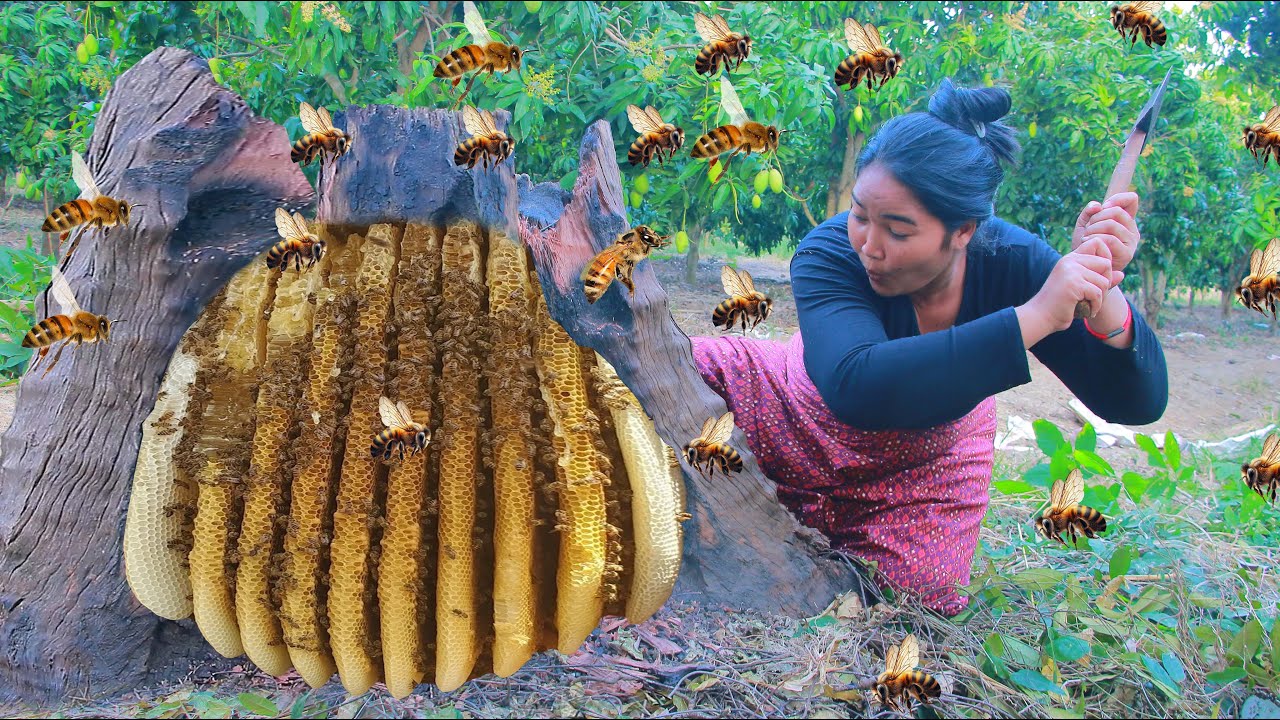survival in the rainforest - Found big Bee in forest - Cooking big Bee ...