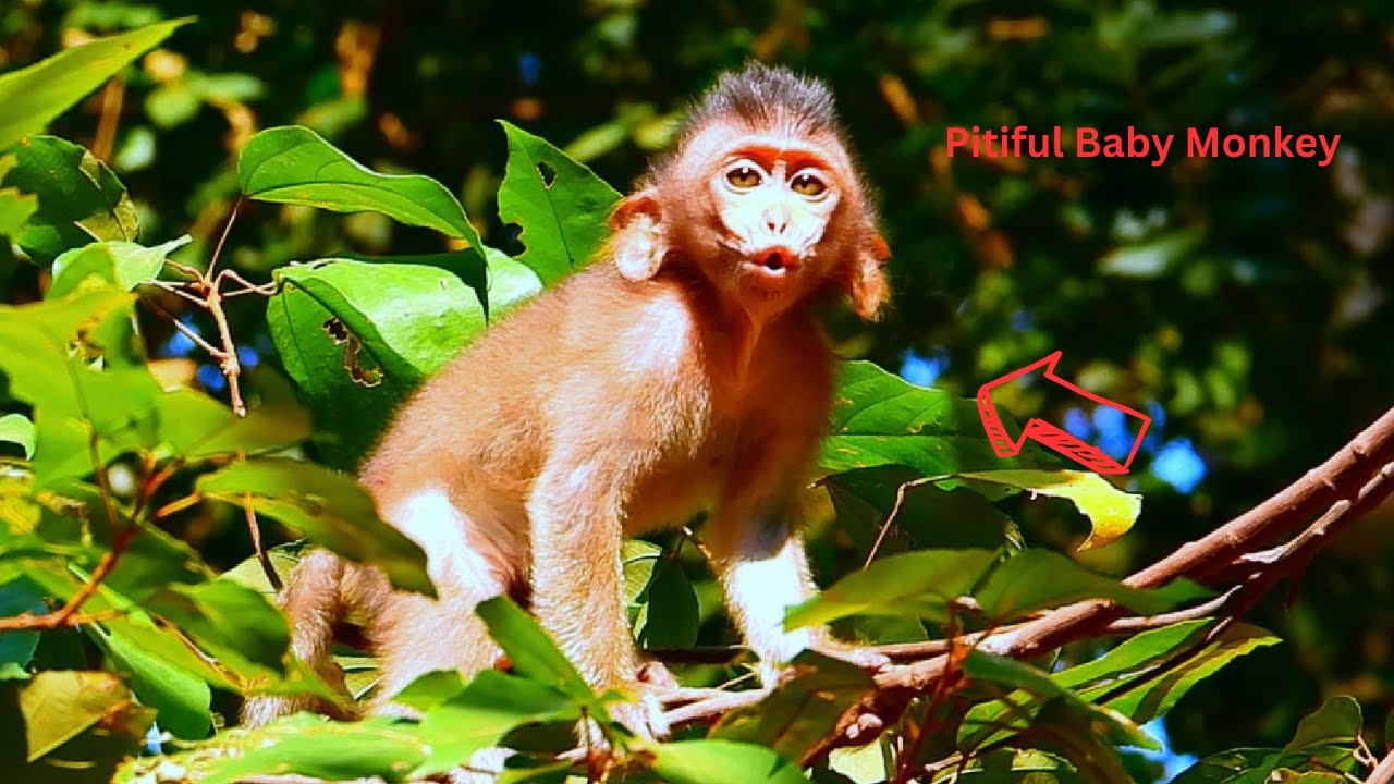One Millions Pitiful baby monkey, He is c-rying too much & S-cream to calling Mama pick him up ...