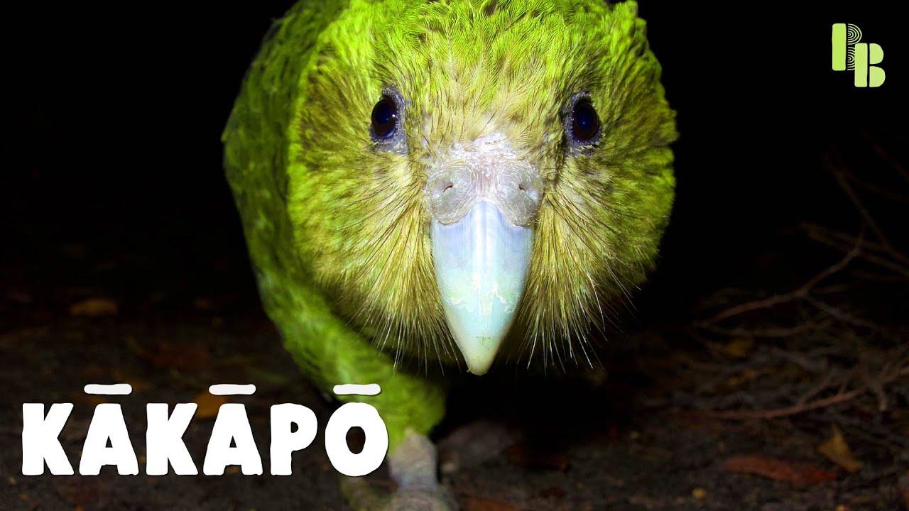 Why This Nocturnal Parrot Only Breeds When Summer is Hot - YouTube