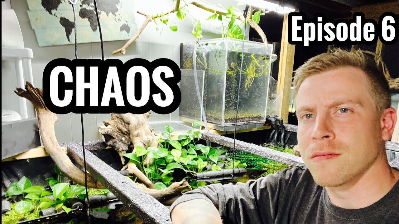 Renovations, Wounded Cichlid, Sump Build, & Exodon Prep - YouTube
