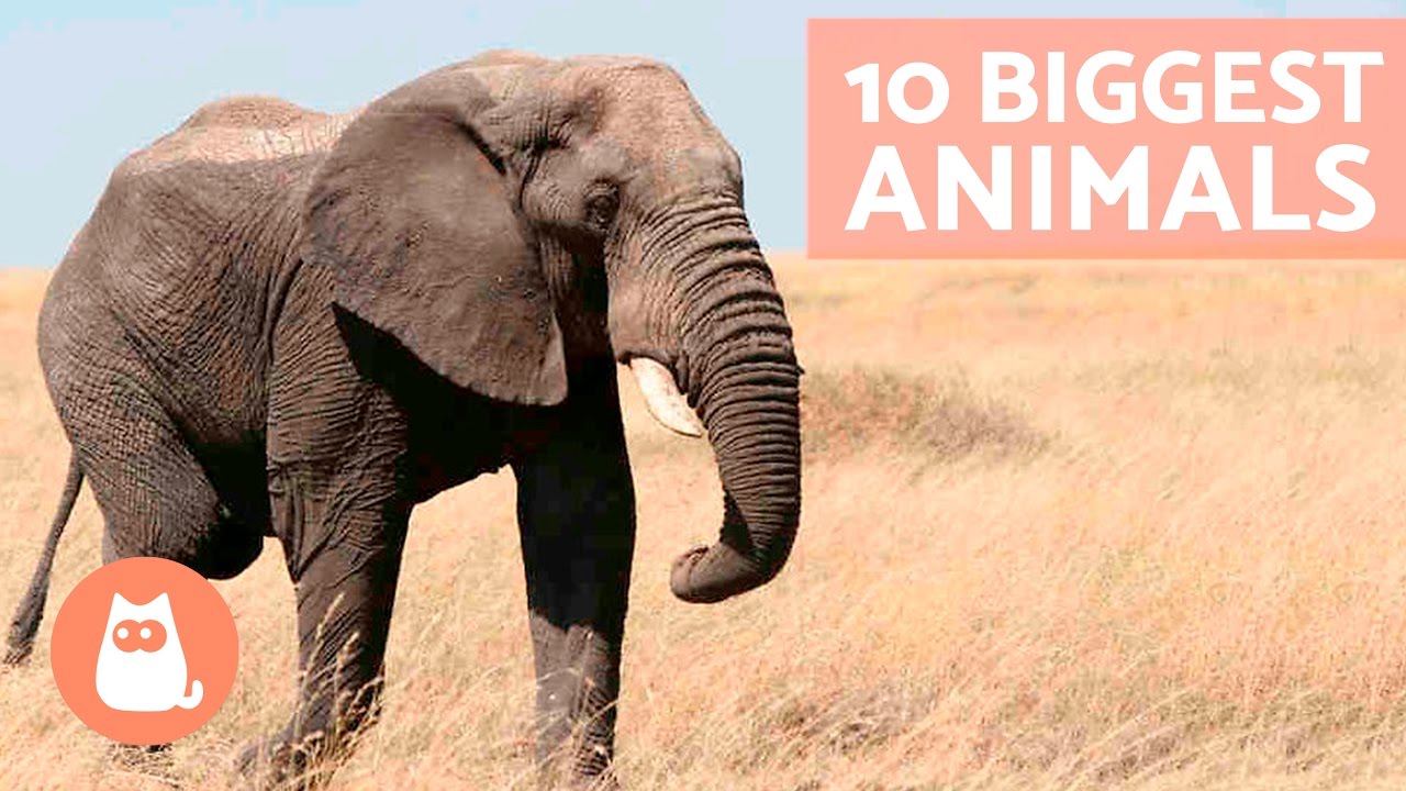 The Real 10 BIGGEST Animals in the World - YouTube
