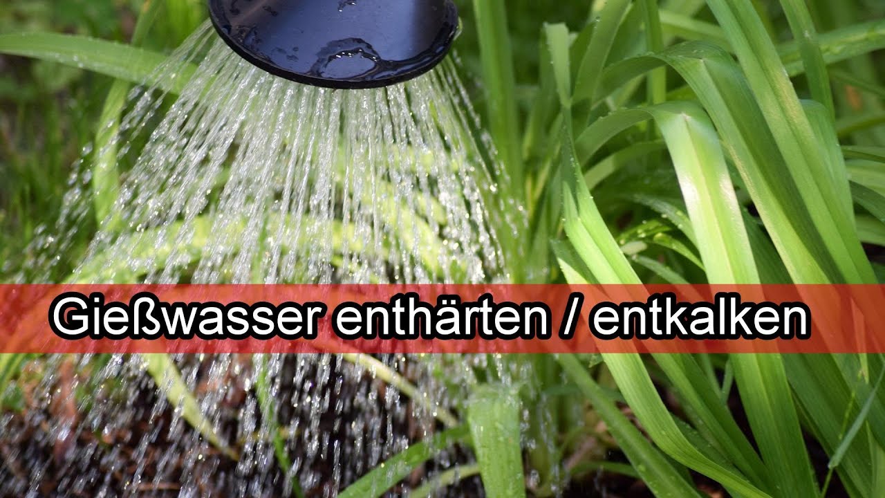 Zimmerpflanzen gießen mit Leitungswasser - Gießwasser entkalken zum ...