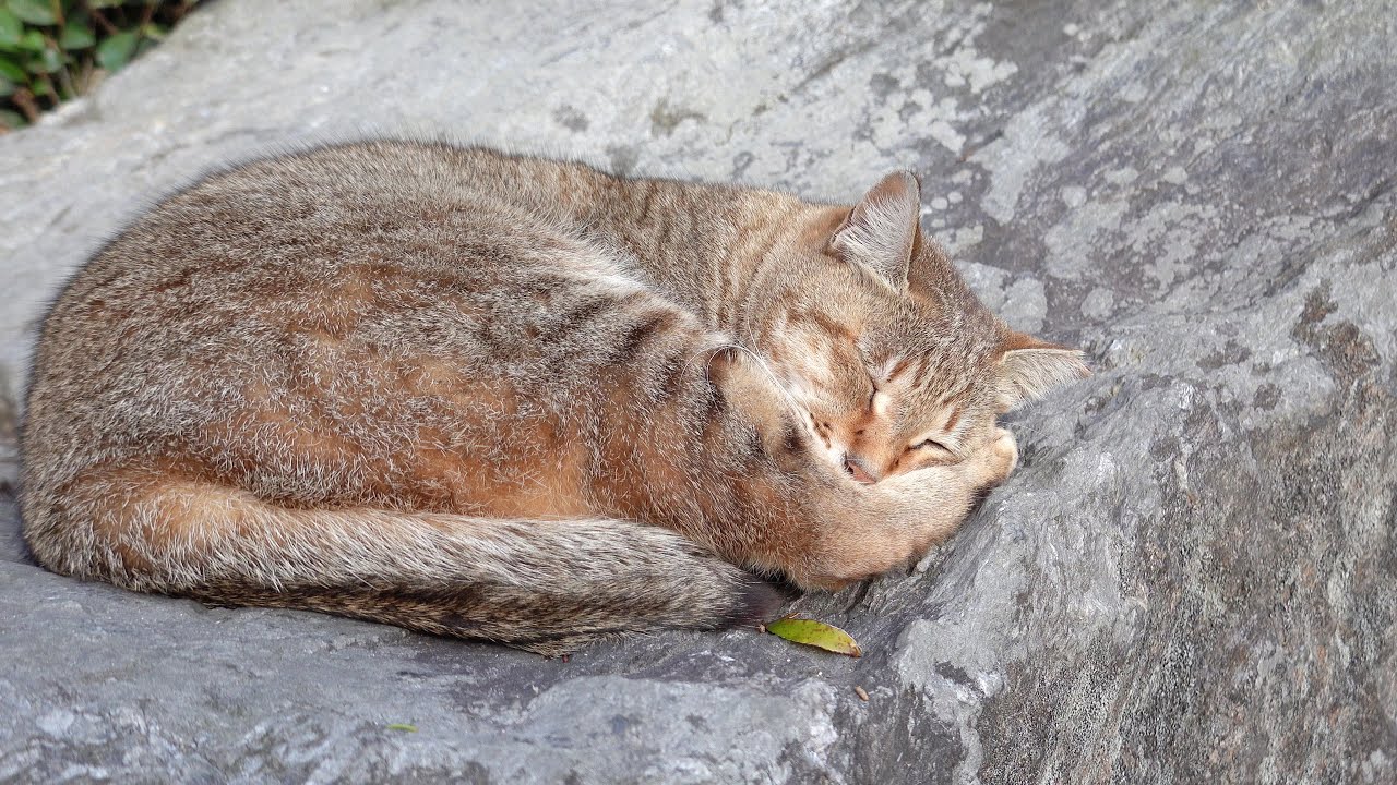 Brown tabby cat sleeps on the rock - YouTube