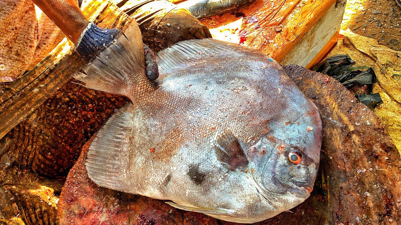 BIGGEST SPADE FISH CUTTINH🔪ONE MOST FAMOUS FISH CUTTER IN INDIA🔪KF FISH ...