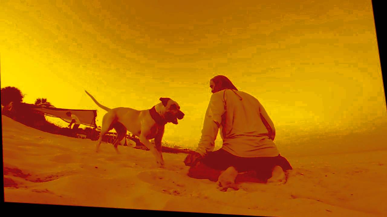 aikido vs.dog. fight movie. - YouTube
