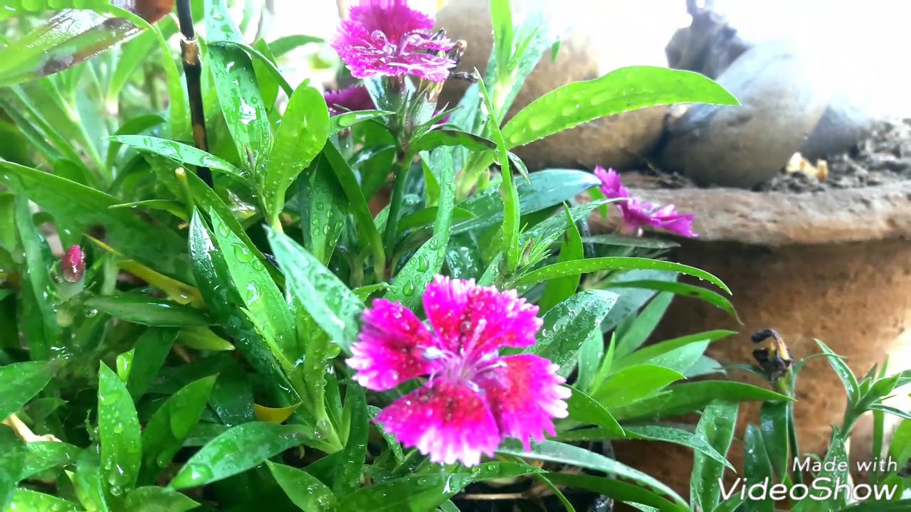 How to Care and collect dianthus seeds. - YouTube