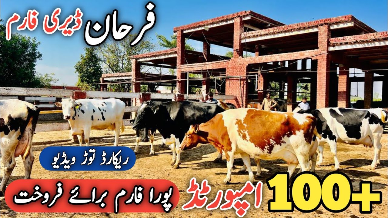 Farhan Dairy Farm | 100+ imported cows For sale | Top class Heifers ...