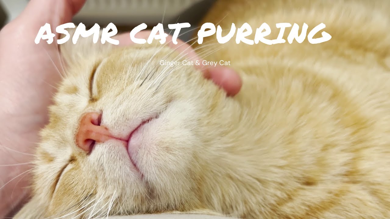 Ginger's Melodic Purring: The Magic of Petting ASMR - YouTube