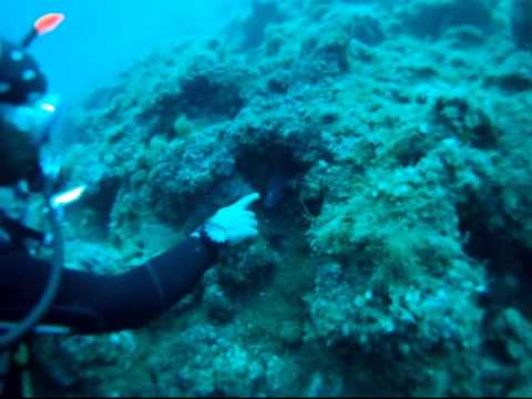 Immersione a Cerboli con passaggio nella grotta - YouTube