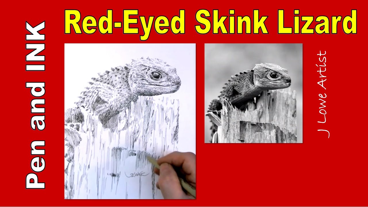 How to Draw a Red-Eyed Crocodile Skink Lizard - YouTube