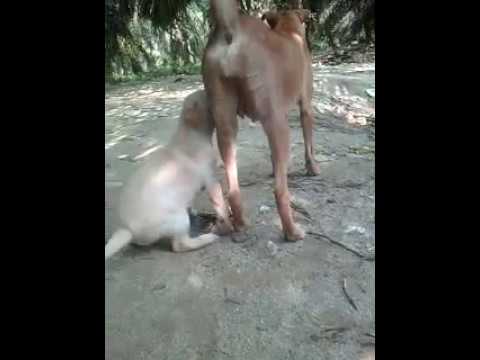 Anak anjing ini menang banyak