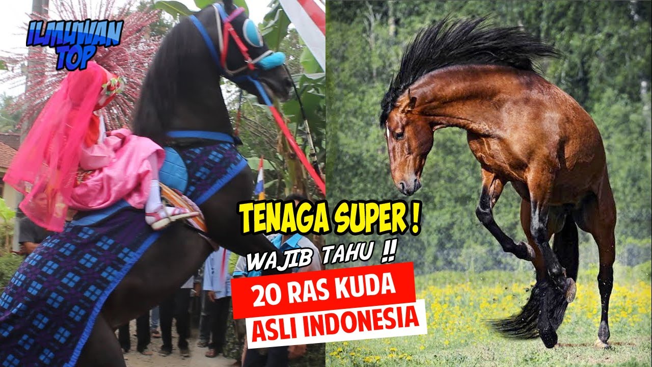 BERTENAGA SUPER ! 20 RAS KUDA ASLI INDONESIA Terkuat, Terbesar ...