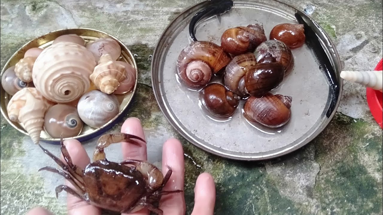 WOW Seru! Menangkap keong Super jumbo, Keong mas, siput, kepiting,ikan ...