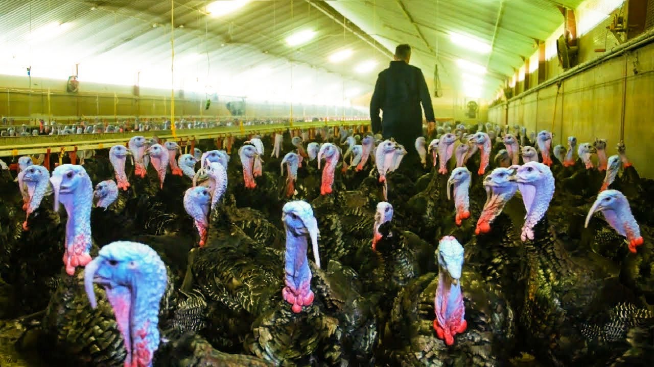 Amazing Incredible Poultry Farm Technology | Produces Million Turkeys ...
