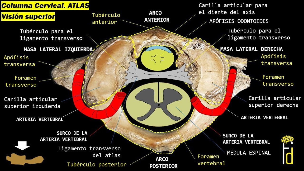 Neuroanatomía Columna Atlas 1 - YouTube