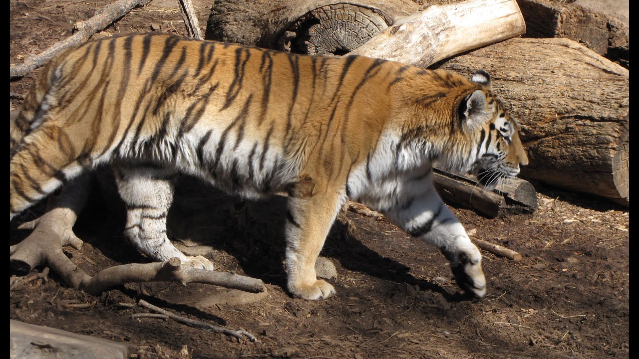 Holocene Extinction - YouTube