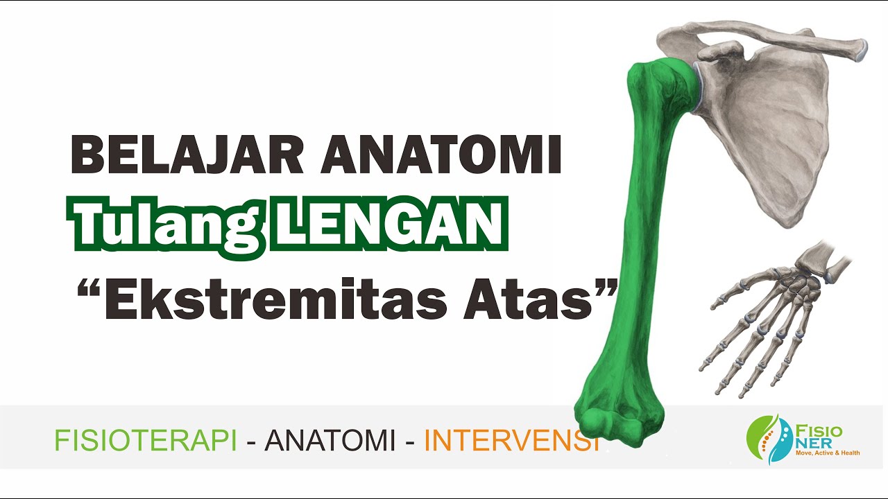 Belajar Anatomi - Tulang Lengan (Ekstremitas Atas) - YouTube