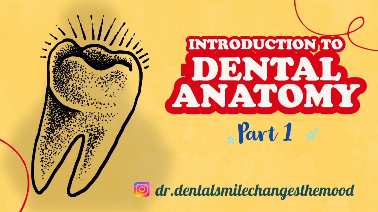 Introduction to Dental Anatomy | Part - 1 | BDS 1ST YEAR #dentistry # ...