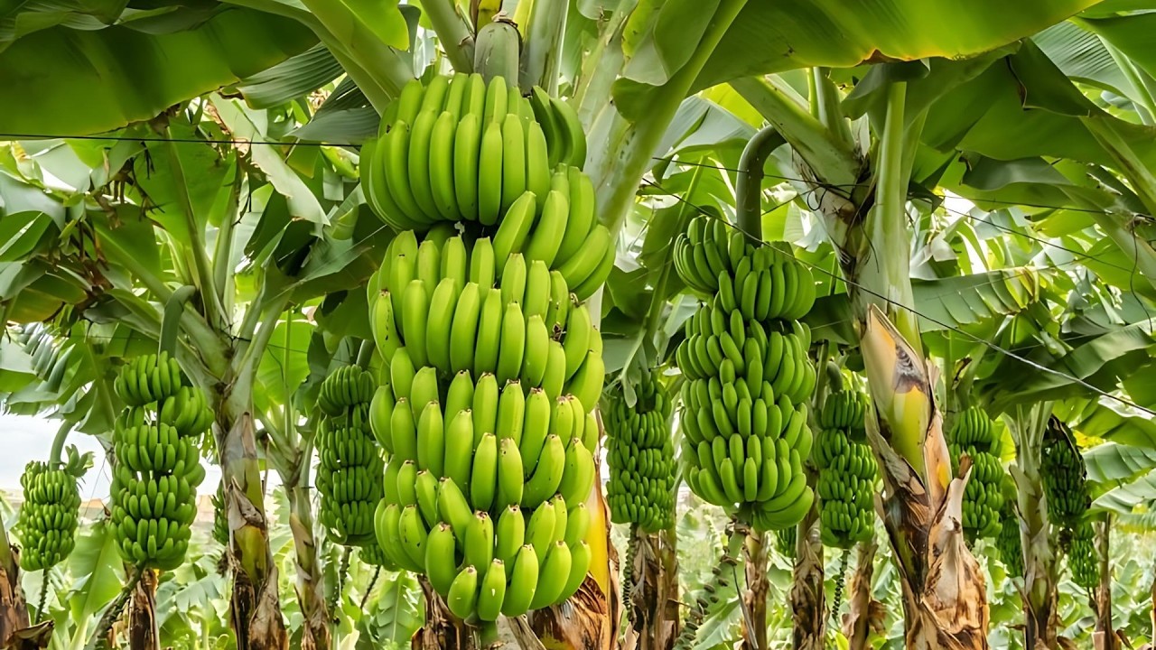 Millions of Tons of Bananas Harvested: From Farm to Factory - YouTube