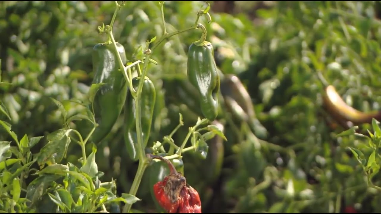 How an AZ farmer is making peppers bigger, better - YouTube