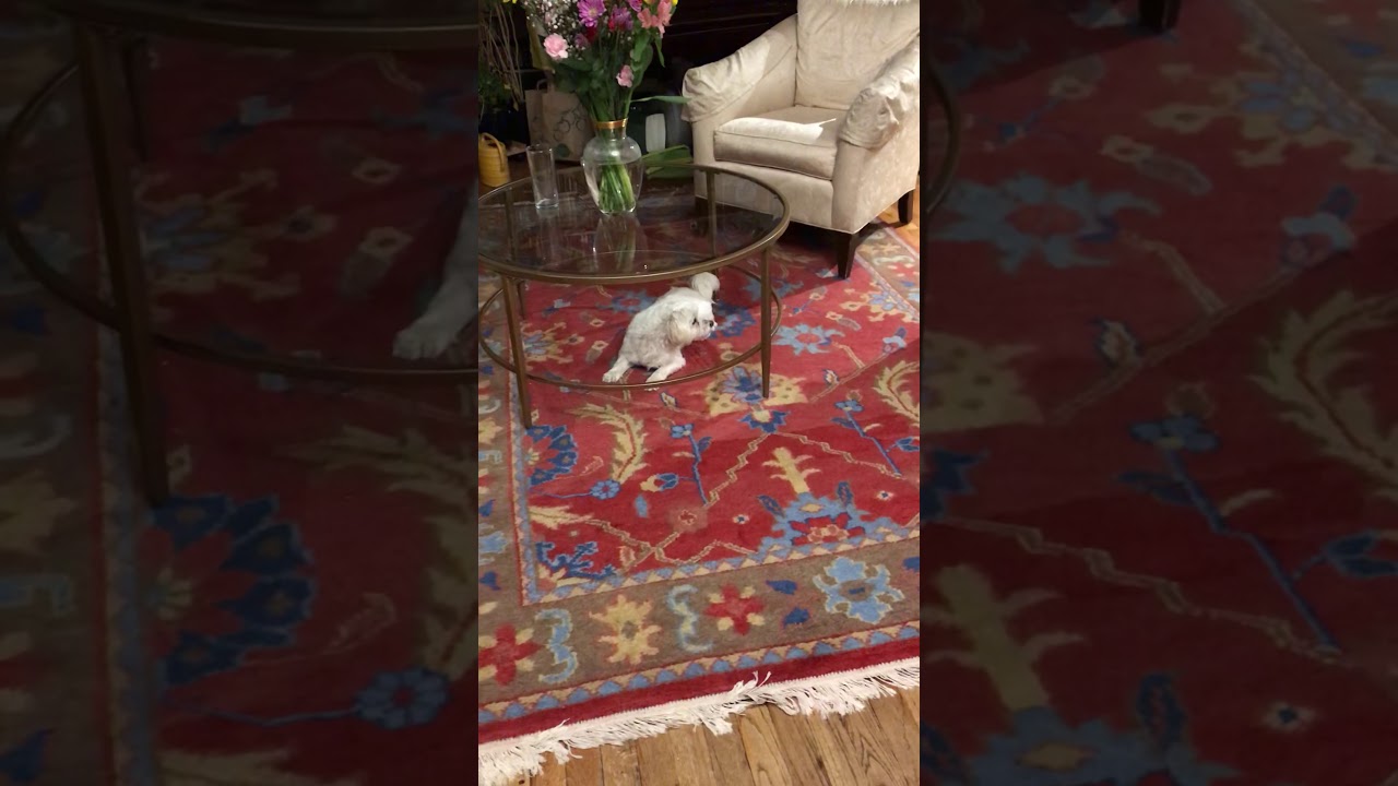 Sammy stuck under the coffee table - YouTube