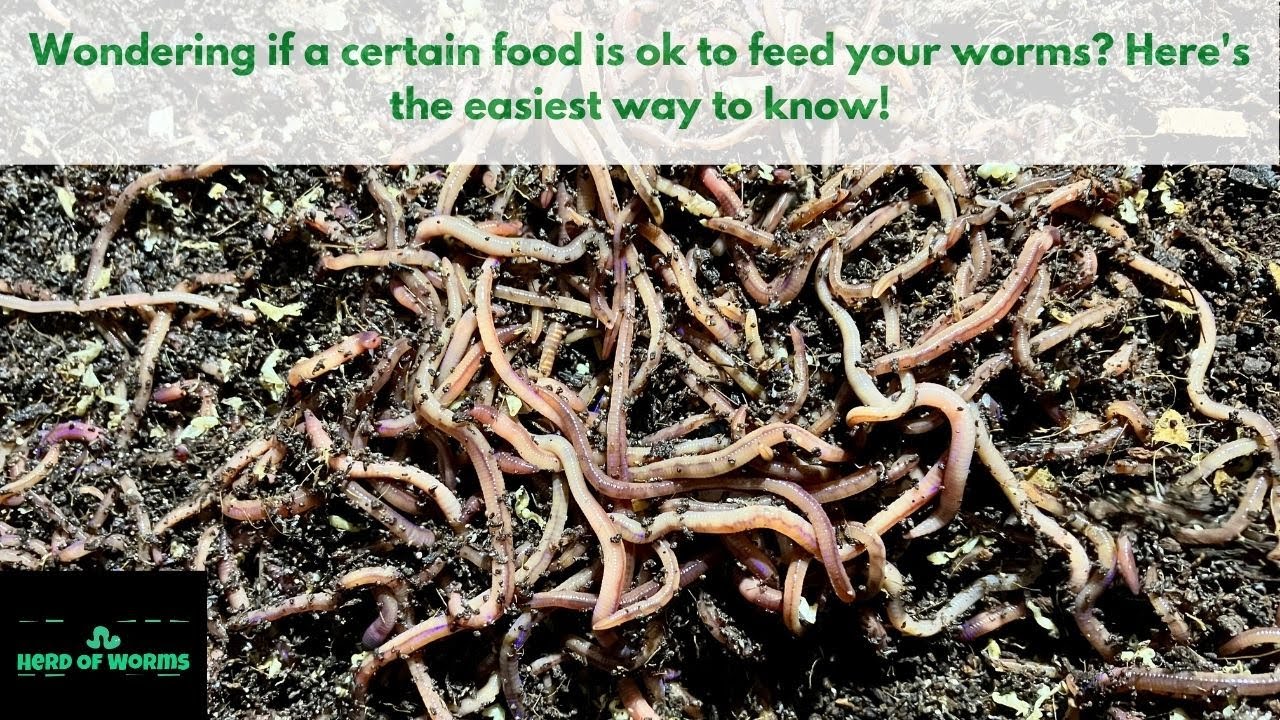 Not sure what food to add to your worm farm? Here’s the answer! - YouTube