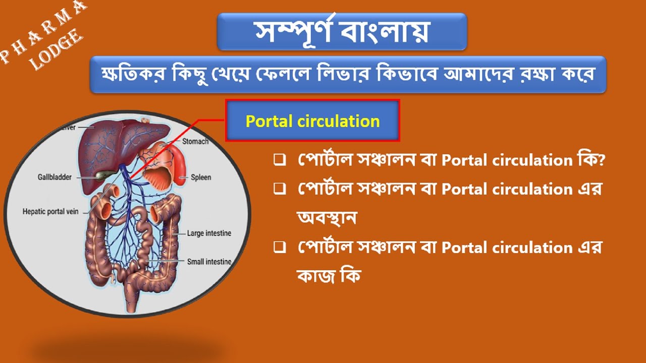 Structure and Function of portal circulation in bangla | Hepatic portal ...