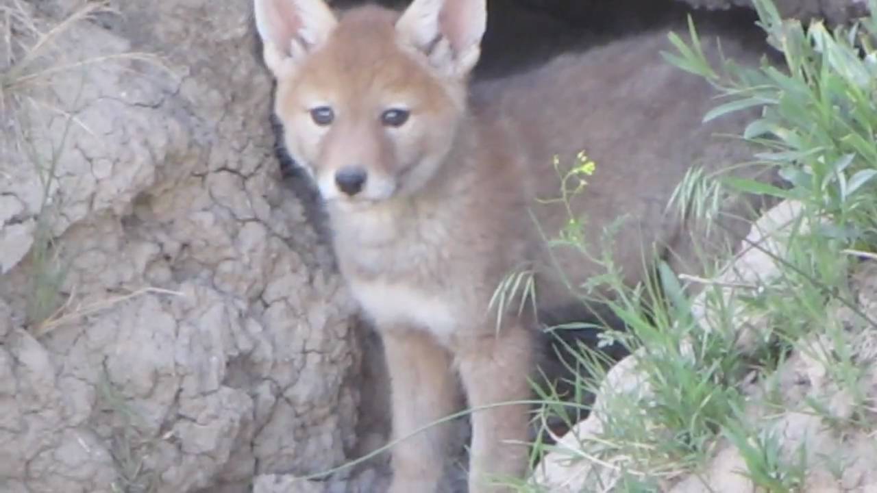 Coyote Pups In The Wild - YouTube