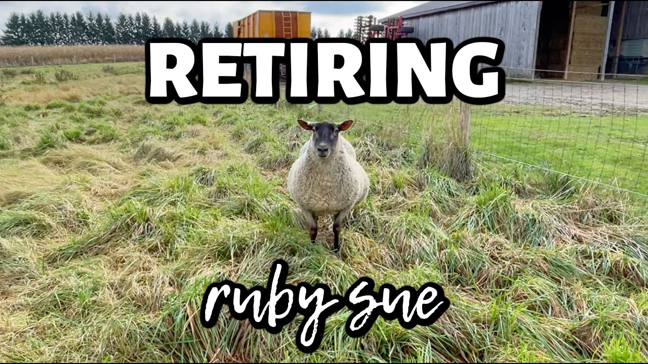 A new addition to the Golden Girls retirement village... RUBY SUE ...