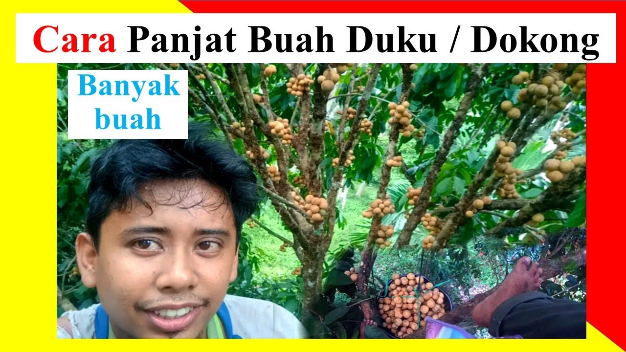 Cara mudah Panjat Buah duku / Cara mudah Panjat buah Dokong / buah duku ...