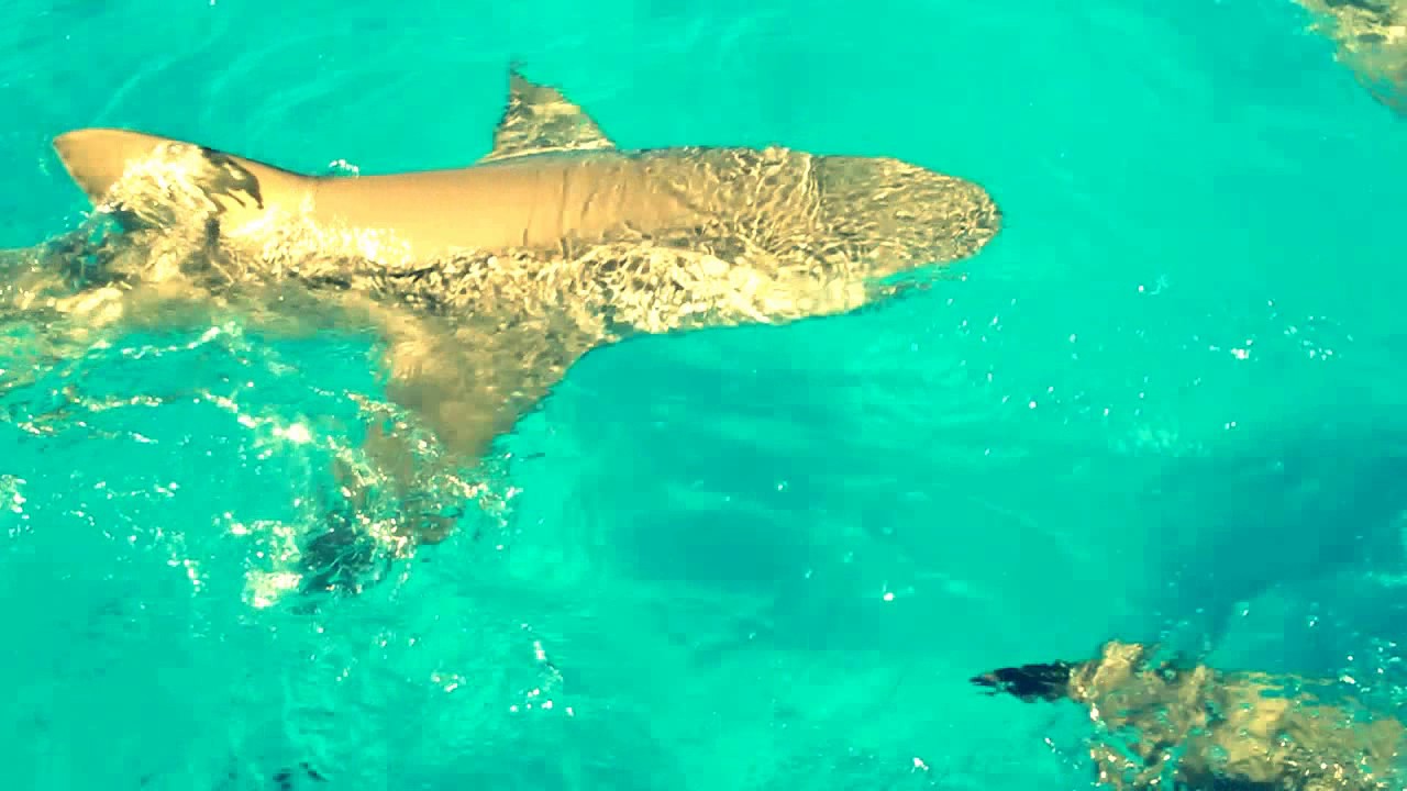 Lemon Sharks Feeding Frenzy - YouTube