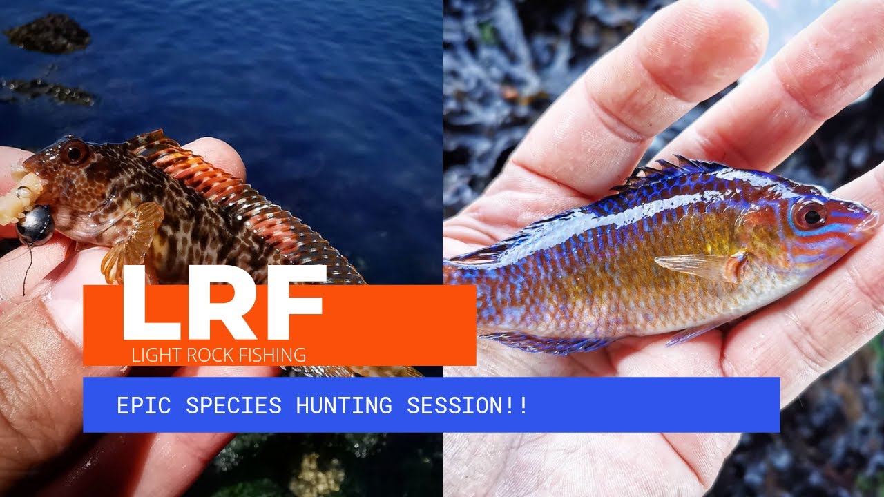 Light Rock Fishing - Epic Species Hunting Session! - YouTube