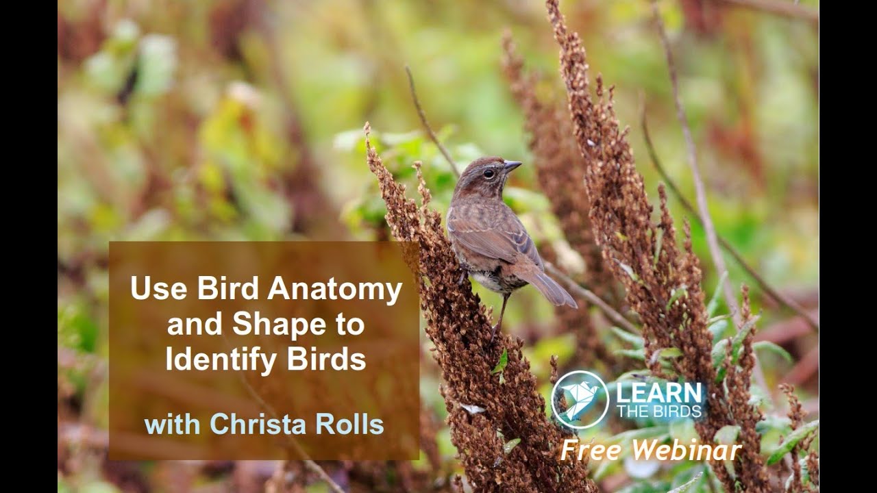 Use Bird Anatomy and Shape to Identify Birds - YouTube